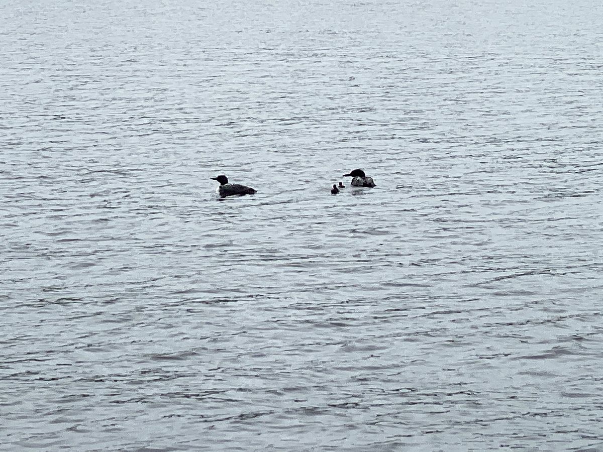 Loon Baby Pictures! - Lake Iroquois Association
