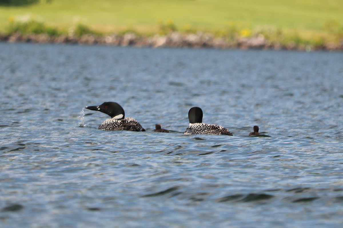 The Loons are Back - Lake Iroquois Association