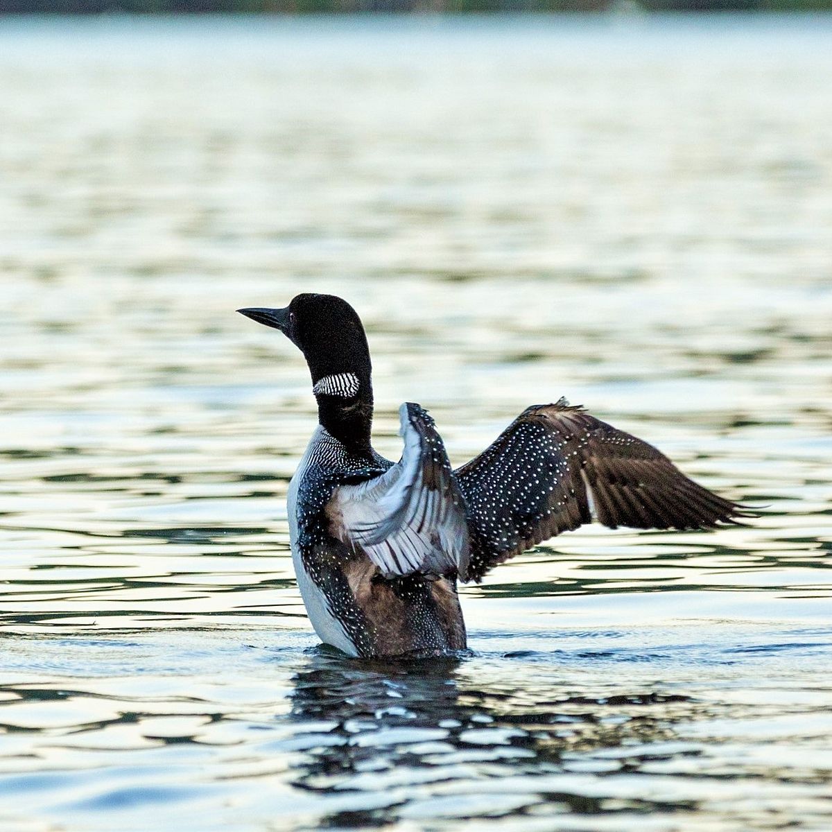 Some Great Loon Pics - Lake Iroquois Association