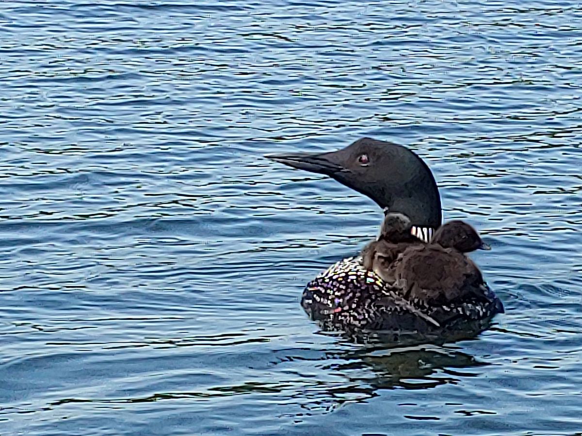 Two Loons Have Hatched! - Lake Iroquois Association